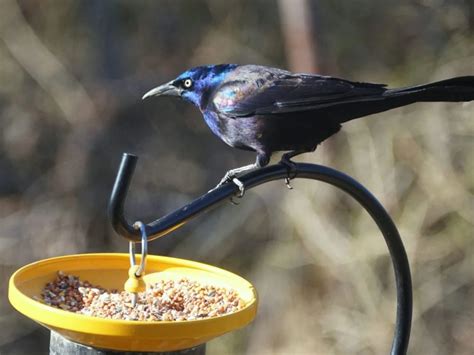 All You Need To Know About Blackbirds In New York