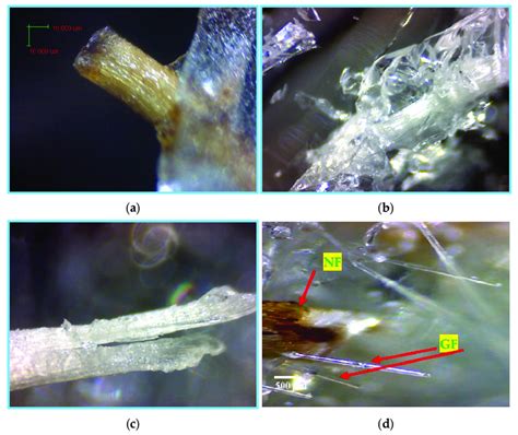 Morphological Analysis Of The Interfacial Adhesion Between Epoxy And Download Scientific