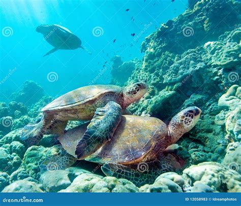 Sea Turtles Maui Hawaii Stock Image Image Of Watersports 12058983