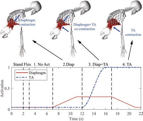 Muscle Activations Of The Diaphragm And Ta During Trunk Flexion Act