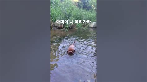 물에 빠진 강아지 Ai 강아지 Youtube
