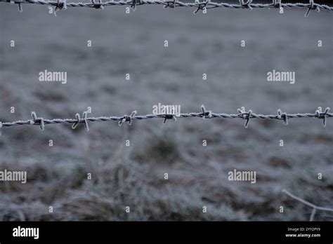 Barbed Wire With Large Frost Pasture Fence With Frozen Ice Barbed
