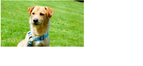 【vuejs入門】v Bindをなるべくわかるように説明 コンスキブログ