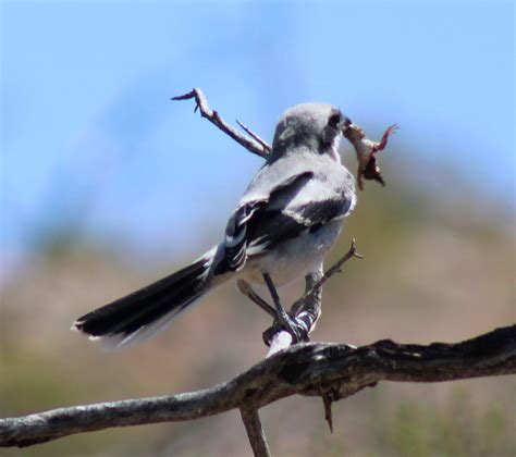 Loggerhead Shrike And Lizard Here Be Dragons