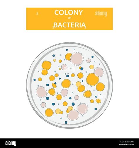 Petri Dish Bacteria Identification