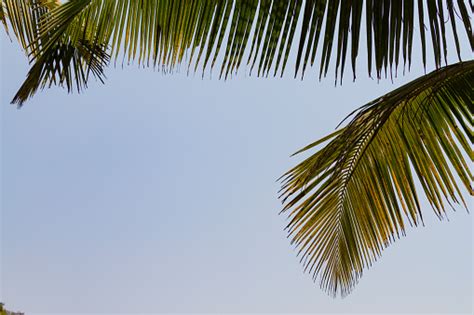 青空の背景にココナッツヤシの木の下のビューの葉 ココヤシのストックフォトや画像を多数ご用意 ココヤシ ココヤシの木 バケーション