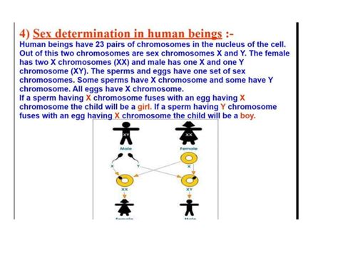 Class10 Hereditary And Evolution 13 Slides Pptx