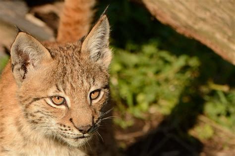 Eurasian Lynx Kitten Anne Marie Kalus Flickr