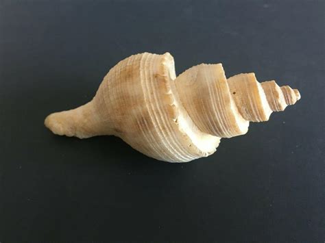Vintage Neptunea Tabulata Sea Shell 85 Mm 25 Gm California United