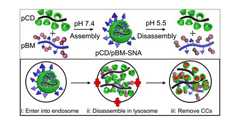 Poly β Cyclodextrin Supramolecular Nanoassembly With A Ph Sensitive