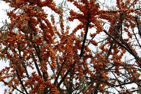 Premium Photo Low Angle View Of Trees