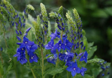 Вероника широколистная (Veronica teucrium Royal Blue)