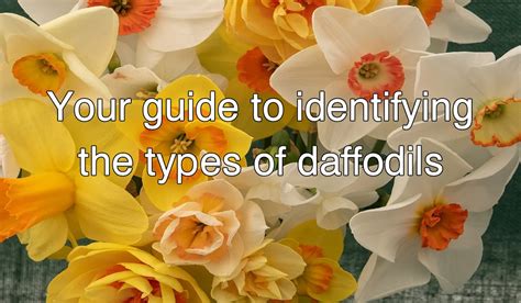 Your Guide To Identifying The Types Of Daffodils Alsemou