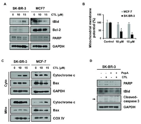 Ctl Induced Mitochondria Apoptosis Is Dependent On The Cathepsin D In
