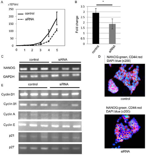 Nanog Regulates Colorectal Cancer Cell Proliferation Through The