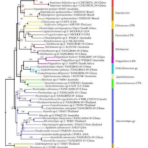 bayesian inference tree based on concatenated genes 18s 28s cad1