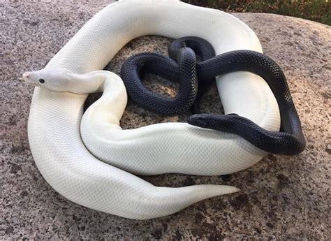 Reticulated Python Care Sheet Artofit