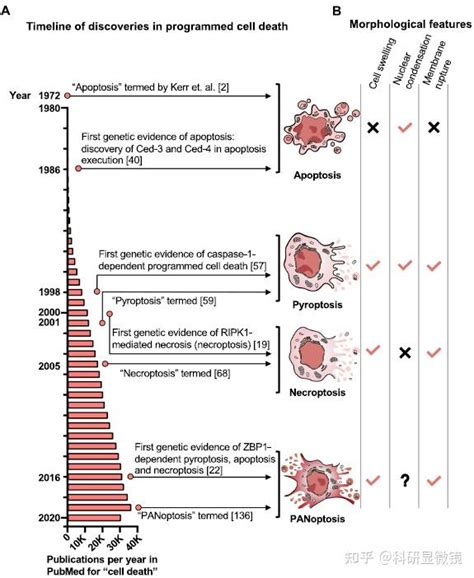紧跟2023年国自然热点之panoptosis泛凋亡，一种集焦亡凋亡坏死的炎症性细胞死亡方式 知乎