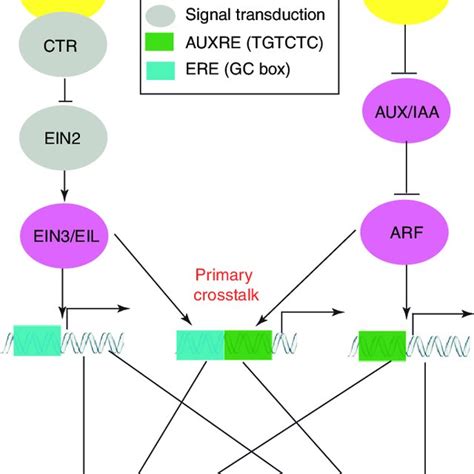 Auxin And Ethylene Synergistically Regulate Root Hair Initiation And