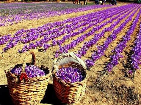 Jandk Administration Approves Rs146 Cr Project For Promotion Of Niche Crops