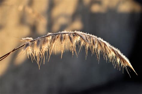 Ornamental Grass Frozen Free Photo On Pixabay Pixabay