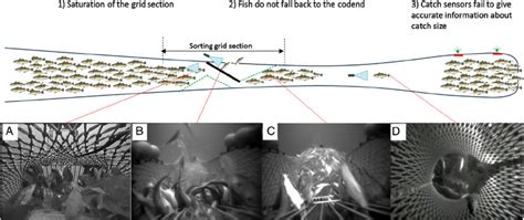 Problems Associated With Current Mandatory Sorting Grids During The Download Scientific Diagram