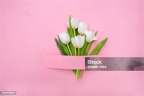 분홍색 배경에 흰색 튤립이있는 창조적 인 레이아웃 휴일 개념 플랫 레이 상단 보기 0명에 대한 스톡 사진 및 기타 이미지 0