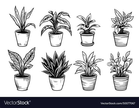 Set Of Sketches House Plants In Pots Royalty Free Vector