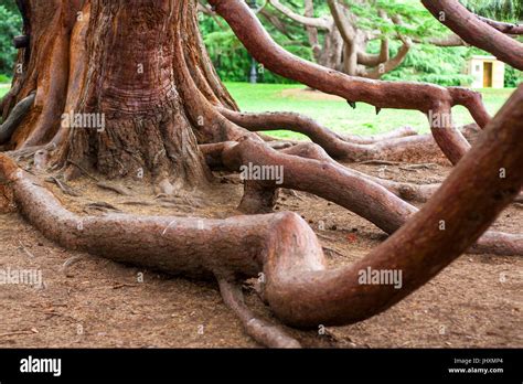 Large Multi Trunk Tree With Exposed Large Woody Roots In Dublin Ireland