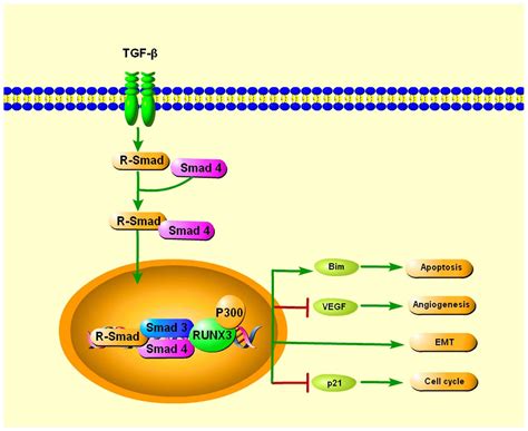 the emerging role of runx3 in cancer metastasis review