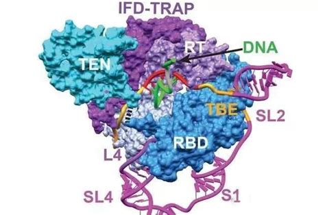 研究揭示了四膜虫中结合了端粒dna活化端粒酶的原子结构 赛百慷上海生物技术股份有限公司