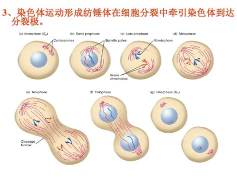 细胞生物学 微管微丝 Word文档在线阅读与下载 免费文档