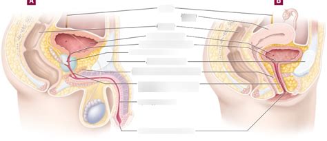 Organs Of Male And Female Urinary System Diagram Quizlet