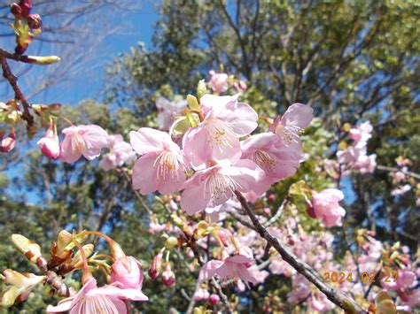 池の周りで咲く河津桜です tj adventureのブログ