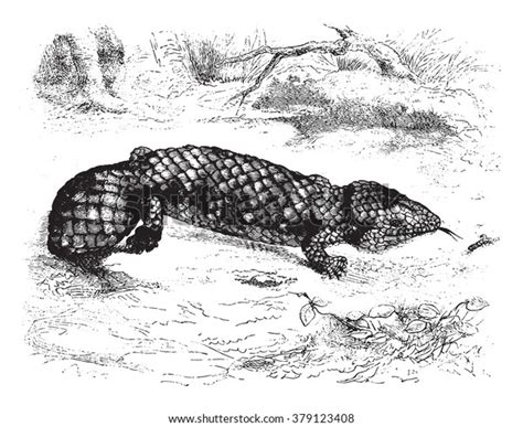 Tiliqua Over 8 Royalty Free Licensable Stock Illustrations And Drawings Shutterstock