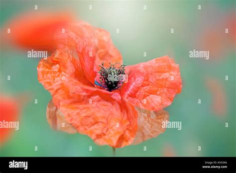 Close Up Image Of A Single Red Poppy Flower A Symbol Of Remembrance On