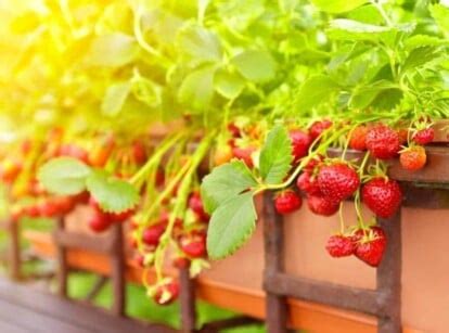 How To Overwinter Strawberries In 6 Easy Steps