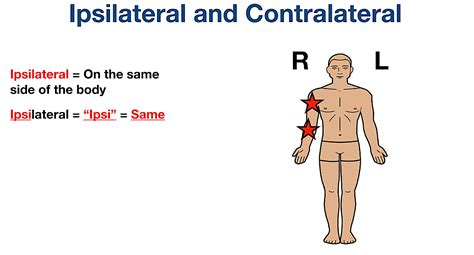 Anatomical Position And Directional Terms Definitions 44 Off