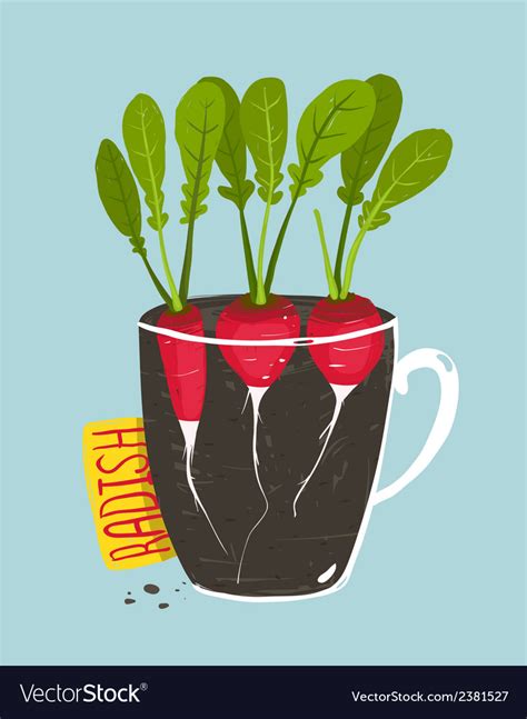 Growing Radish With Green Leafy Top In Pot Vector Image