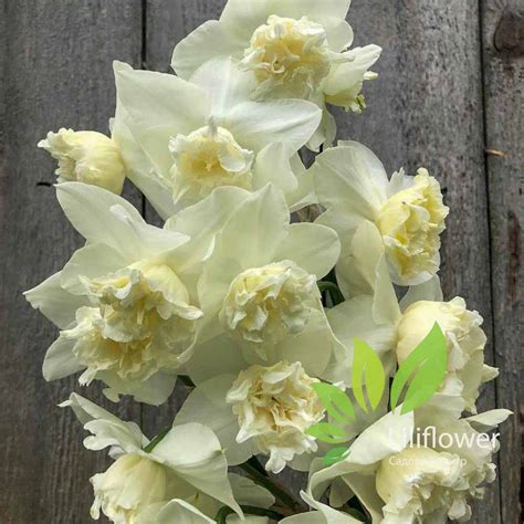 Нарцис White Marvel