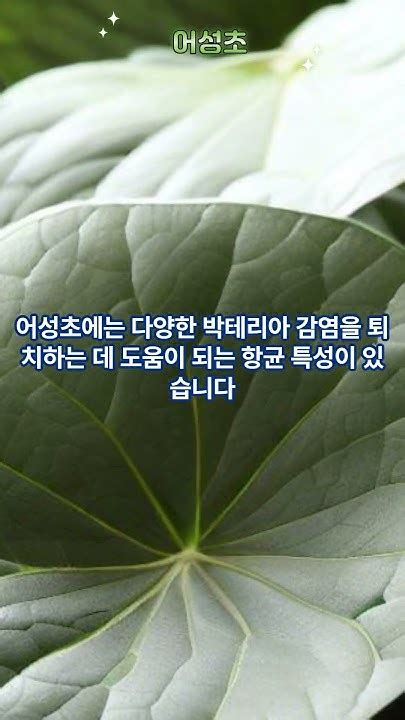 어성초는 일반적으로 약모밀 중약초 즙채 십약 카멜레온 식물 피쉬 민트 さくだみ도꾸다미 등 여러 이름으로 알려져