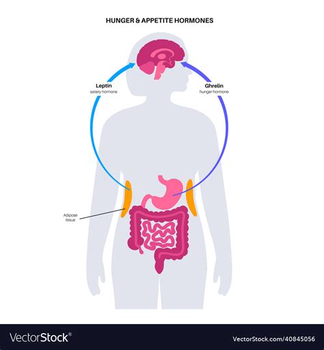 Hunger Appetite Hormones Royalty Free Vector Image