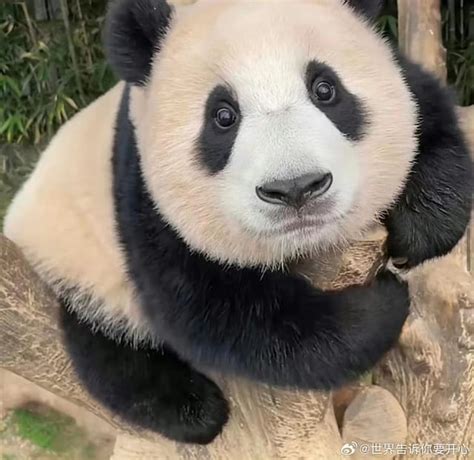 Simple Eyes Rpandas