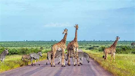 40 animais da África e suas características comuns e raras