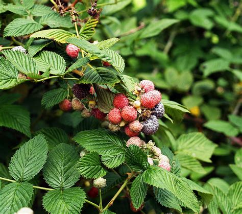 Raspberry Plants Homebase At Ruth Townsend Blog
