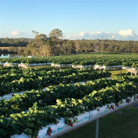 Hydroponic Grow Bags Coir Grow Bags Galuku