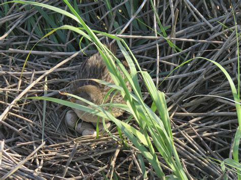 Clapper Rails Nature Walks With Judy