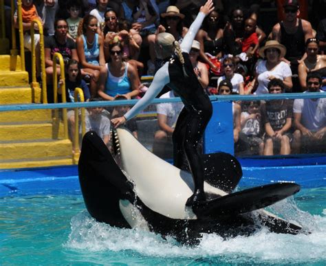 Miami Seaquarium Whale Lolita Dies After 53 Years In Captivity Miami