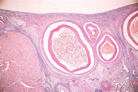 Anatomy And Histological Ovary Testis And Sperm Human Cells Posters