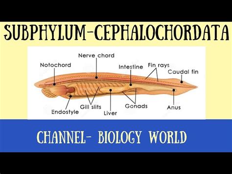 Cephalochordata Examples